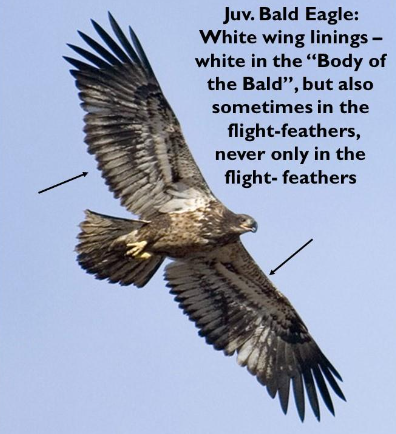 A Tale of Two Eagles | Montana Audubon