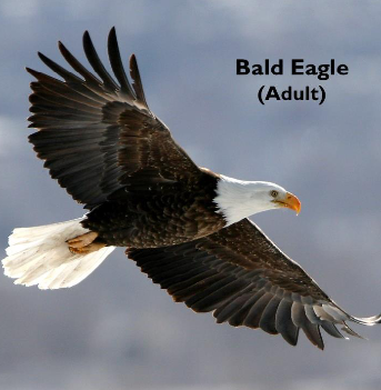 A Tale of Two Eagles | Montana Audubon