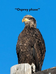 A Tale of Two Eagles | Montana Audubon