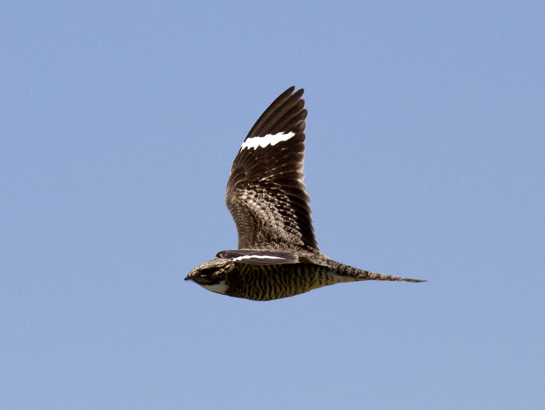 In the Field with a Citizen Scientist: Nighthawk Survey - Montana Audubon